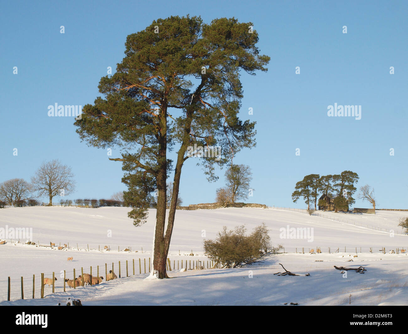 mature Scots pine tree (Pinus Sylvestris) in rural farming landscape in ...