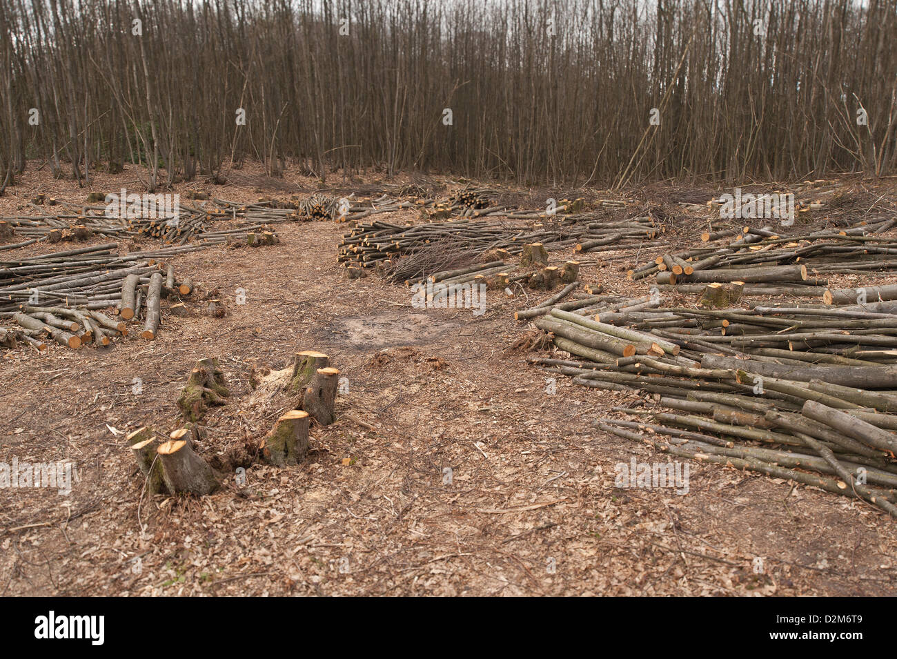 Pollarded beech trees down to base in a deciduous woodland with felled ...