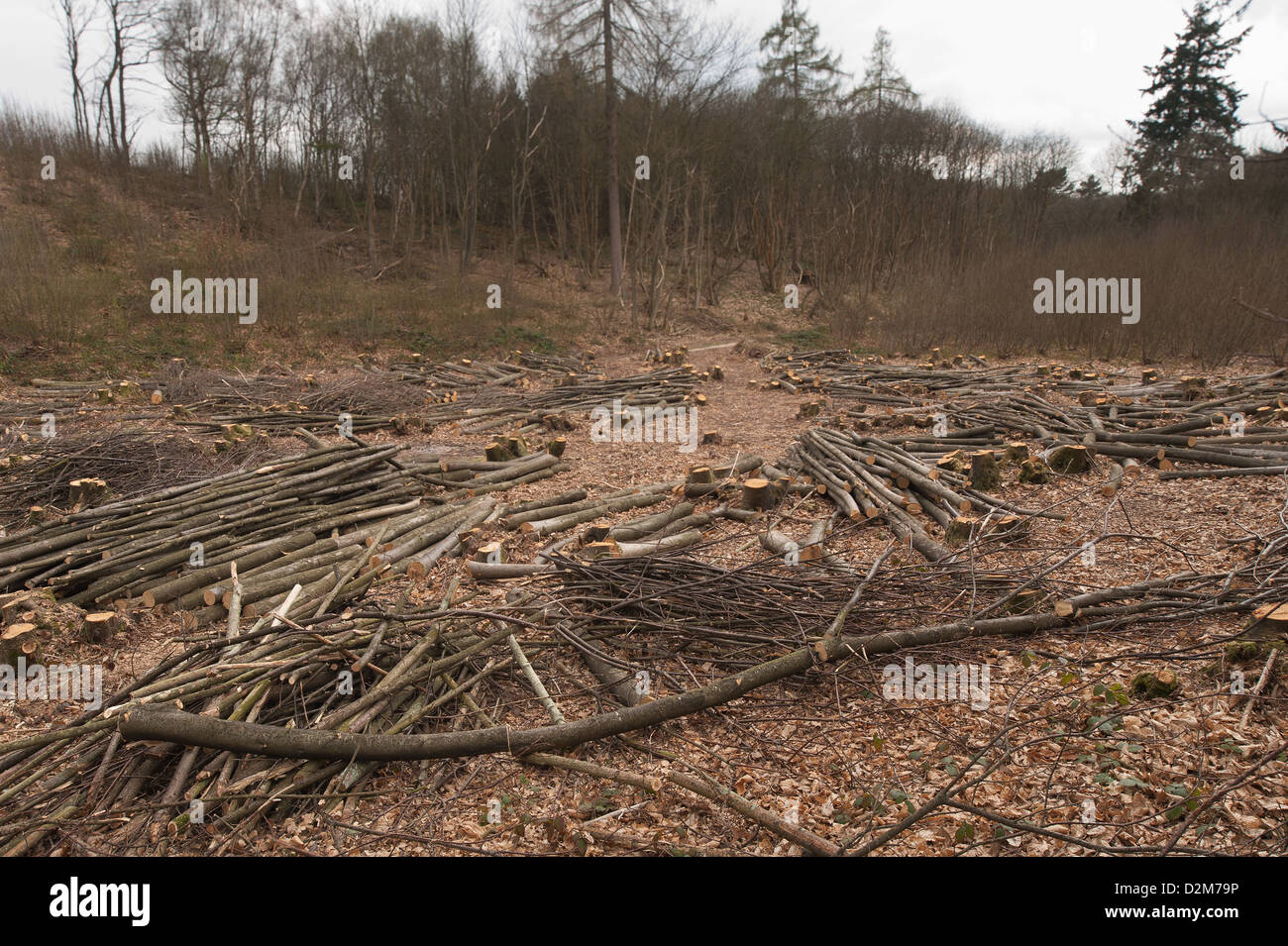 Pollarded beech trees down to base in a deciduous woodland with felled ...