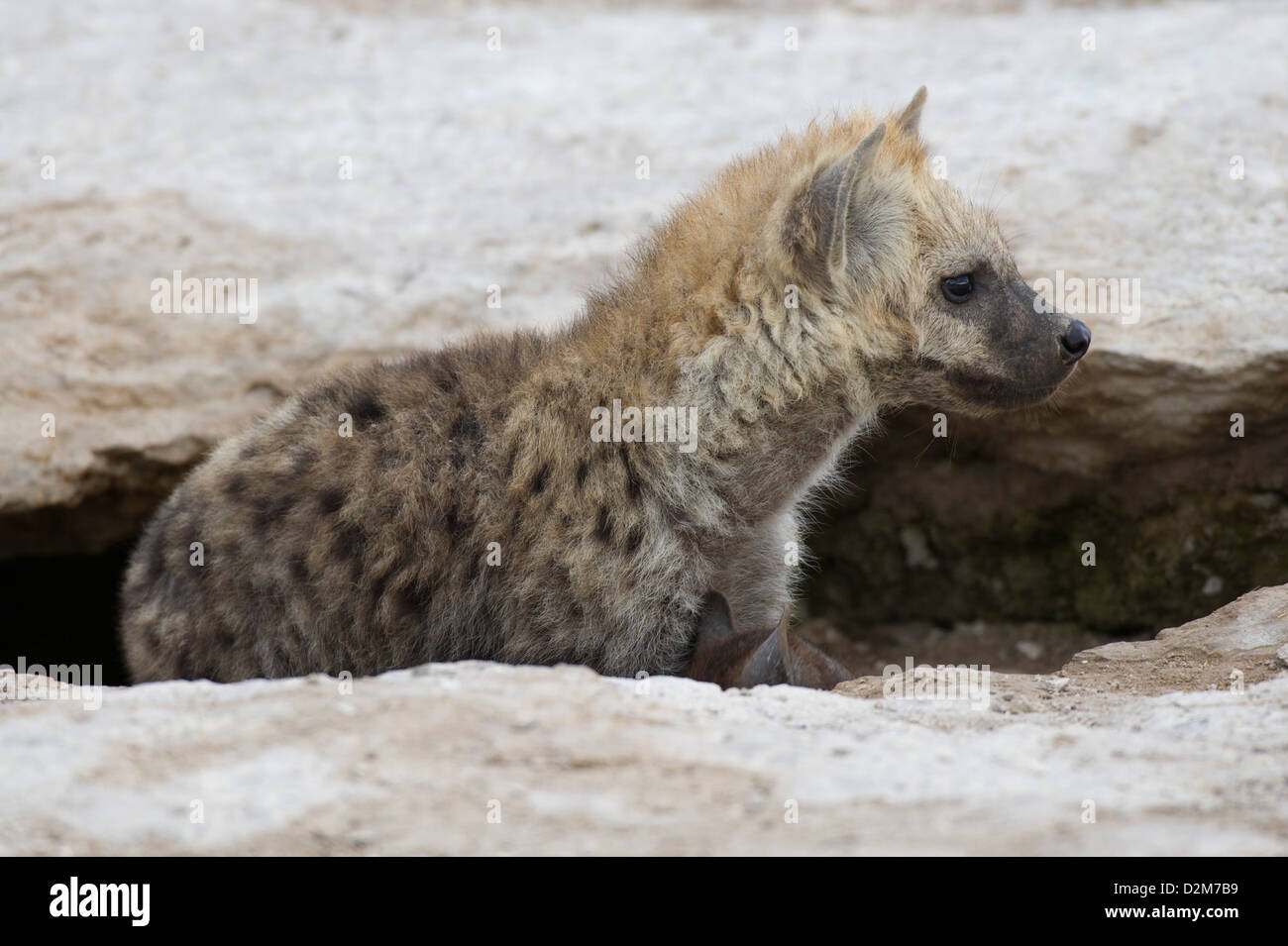 Spotted hyena pup (Crocuta crocuta), Amboseli National Park, Kenya ...