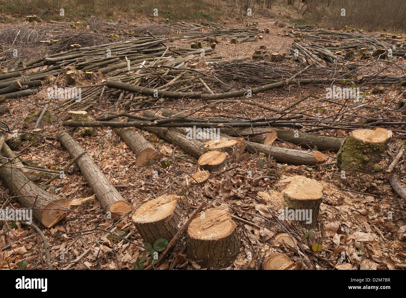 Pollarded beech trees down to base in a deciduous woodland with felled ...