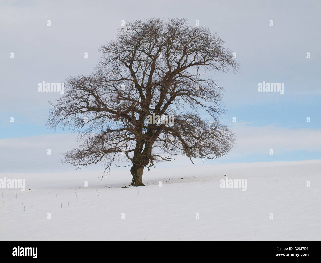 English elm tree hi-res stock photography and images - Alamy