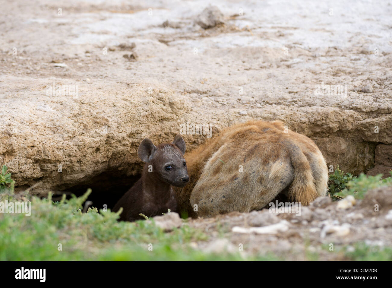 Spotted hyena pup (Crocuta crocuta), Amboseli National Park, Kenya ...