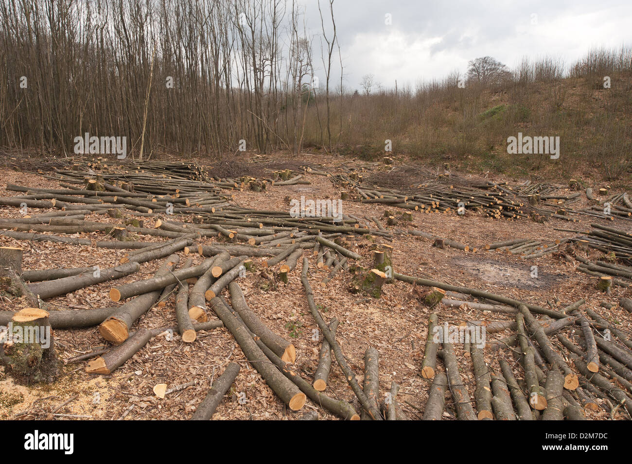 Pollarded beech trees down to base in a deciduous woodland with felled ...