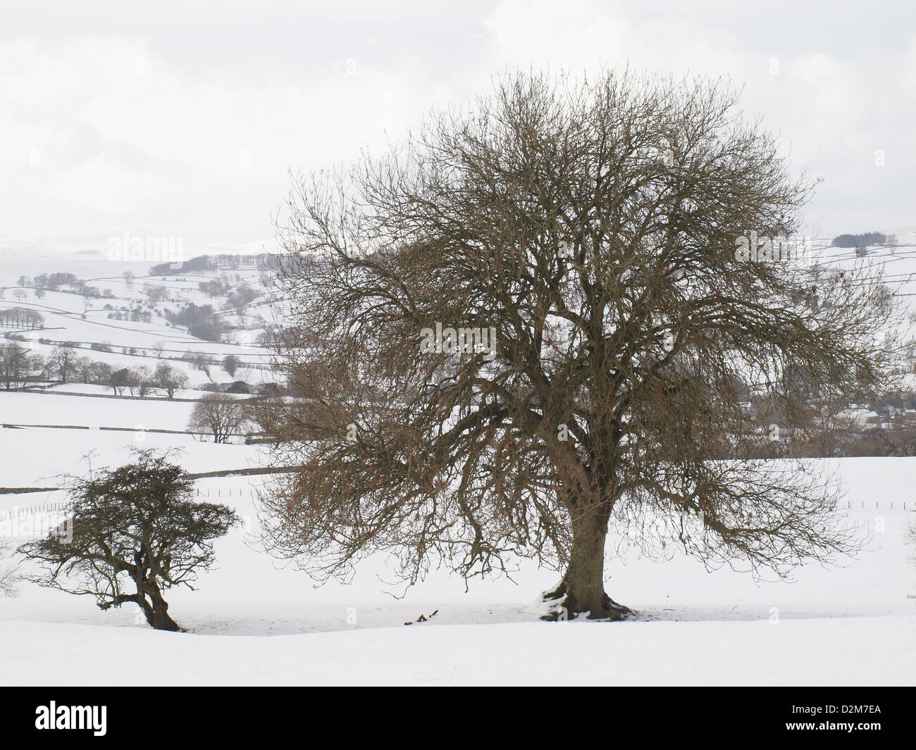 mature ash tree (Fraxinus Excelsior) in rural landscape in Cumbria UK ...