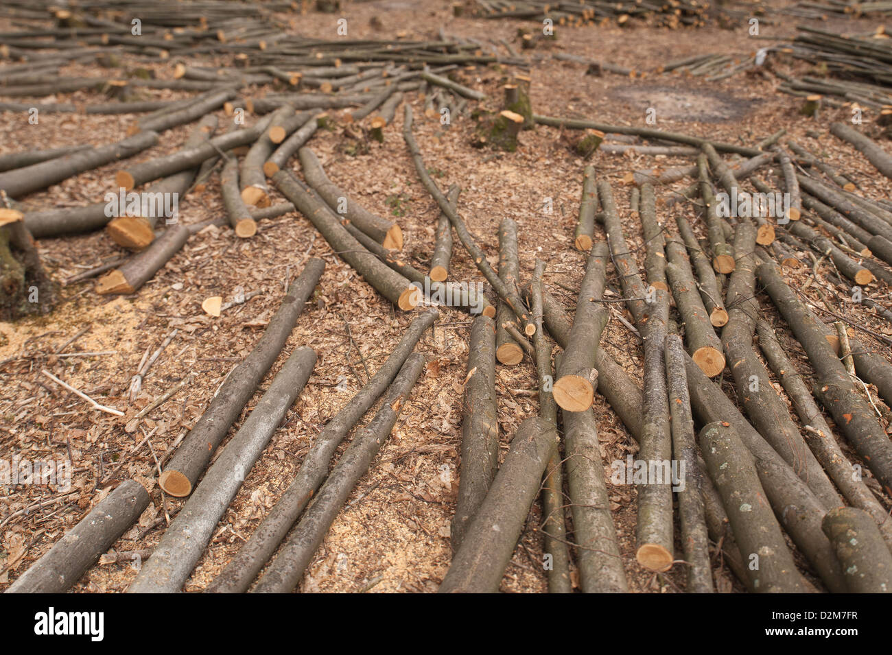 Pollarded beech trees down to base in a deciduous woodland with felled ...