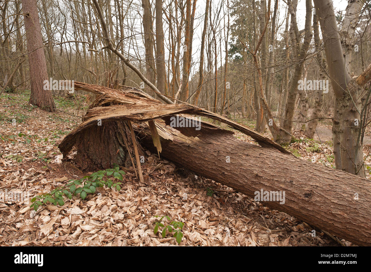Old rotten tree splintered base from being blown over in the wind bark ...