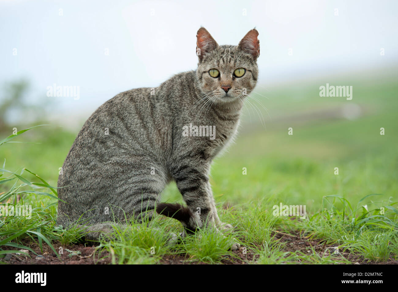 African wildcat (Felis silvestris lybica), Amboseli National Park ...