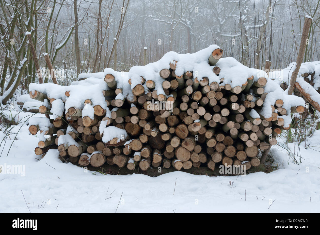 A stack or pile of logs in woodland in snow in winter UK Stock Photo ...