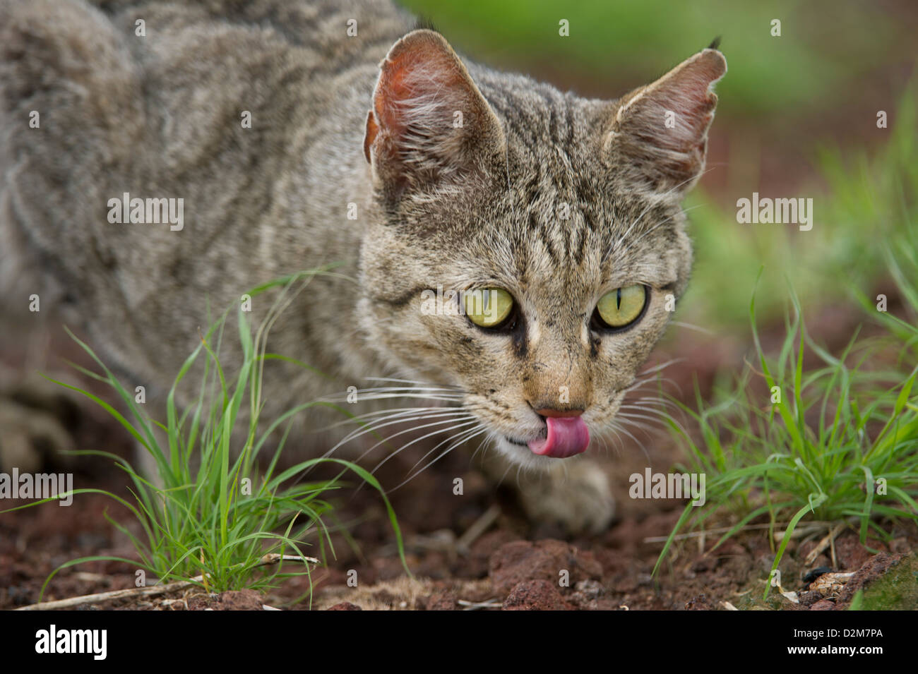 African wildcat hi-res stock photography and images - Alamy
