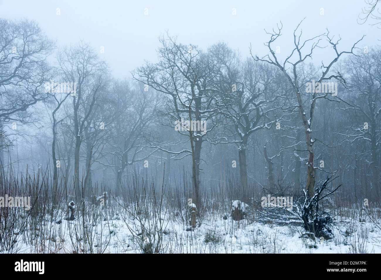 A winter countryside scene of woods in snow and mist. Shows signs of ...