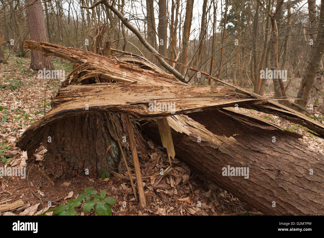Wind blown conifer trees hi-res stock photography and images - Alamy