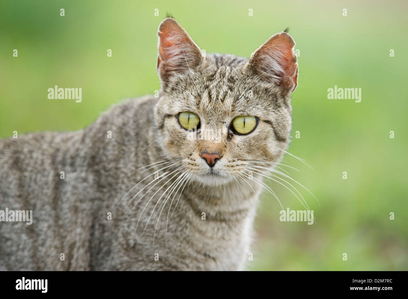 African wildcat (Felis silvestris lybica), Amboseli National Park ...