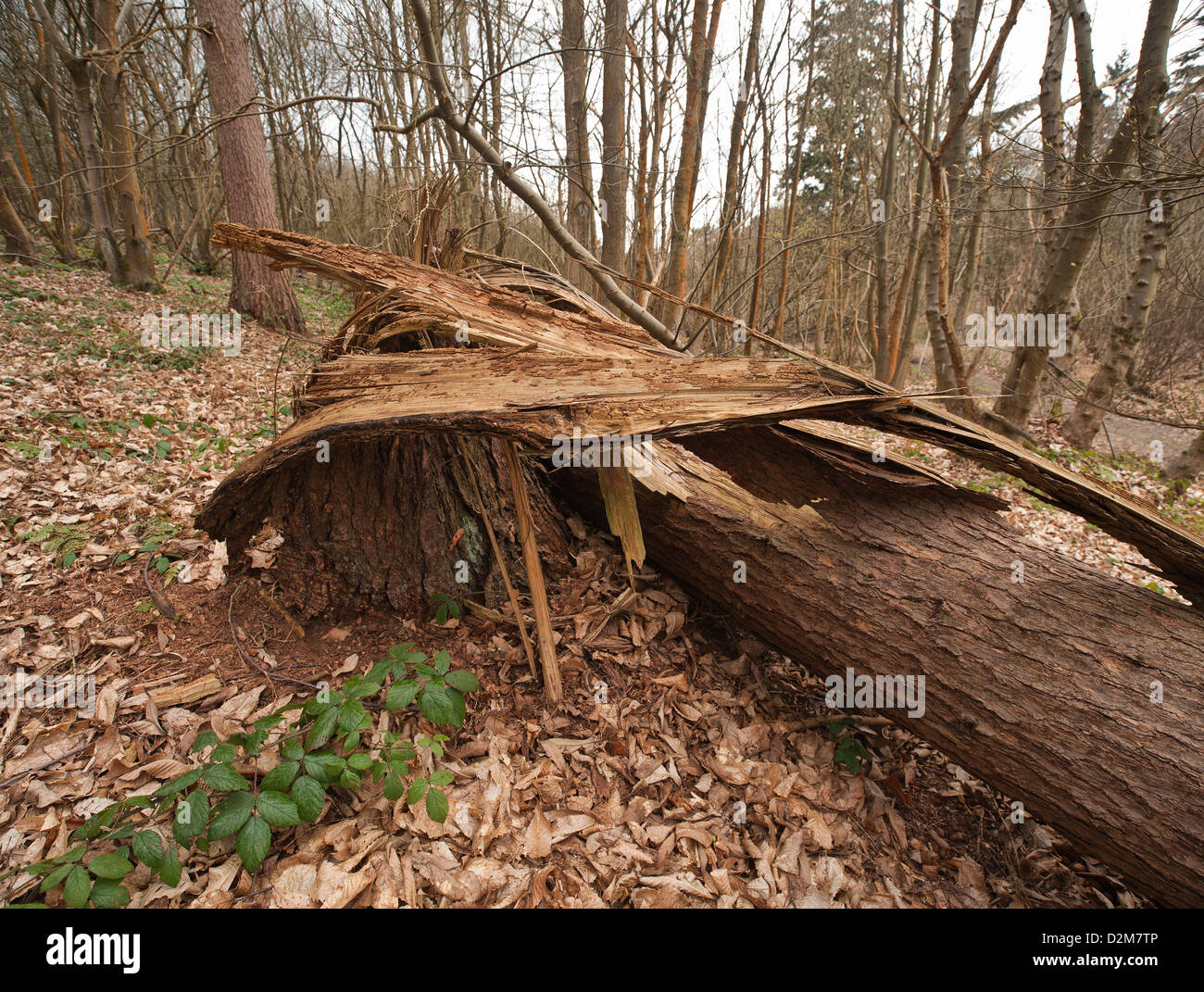 Splint images hi-res stock photography and images - Alamy