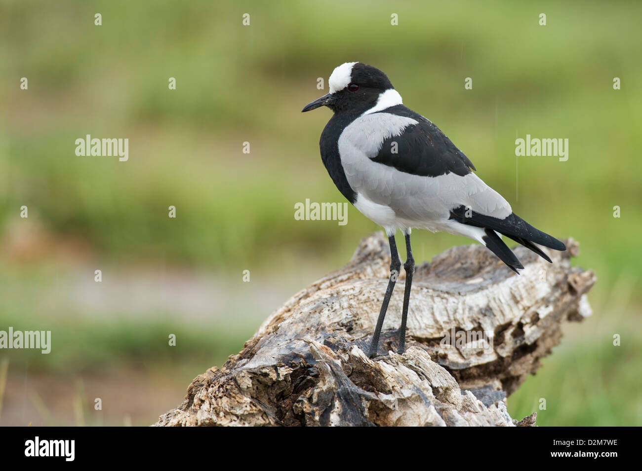 Birds of amboseli hi-res stock photography and images - Alamy