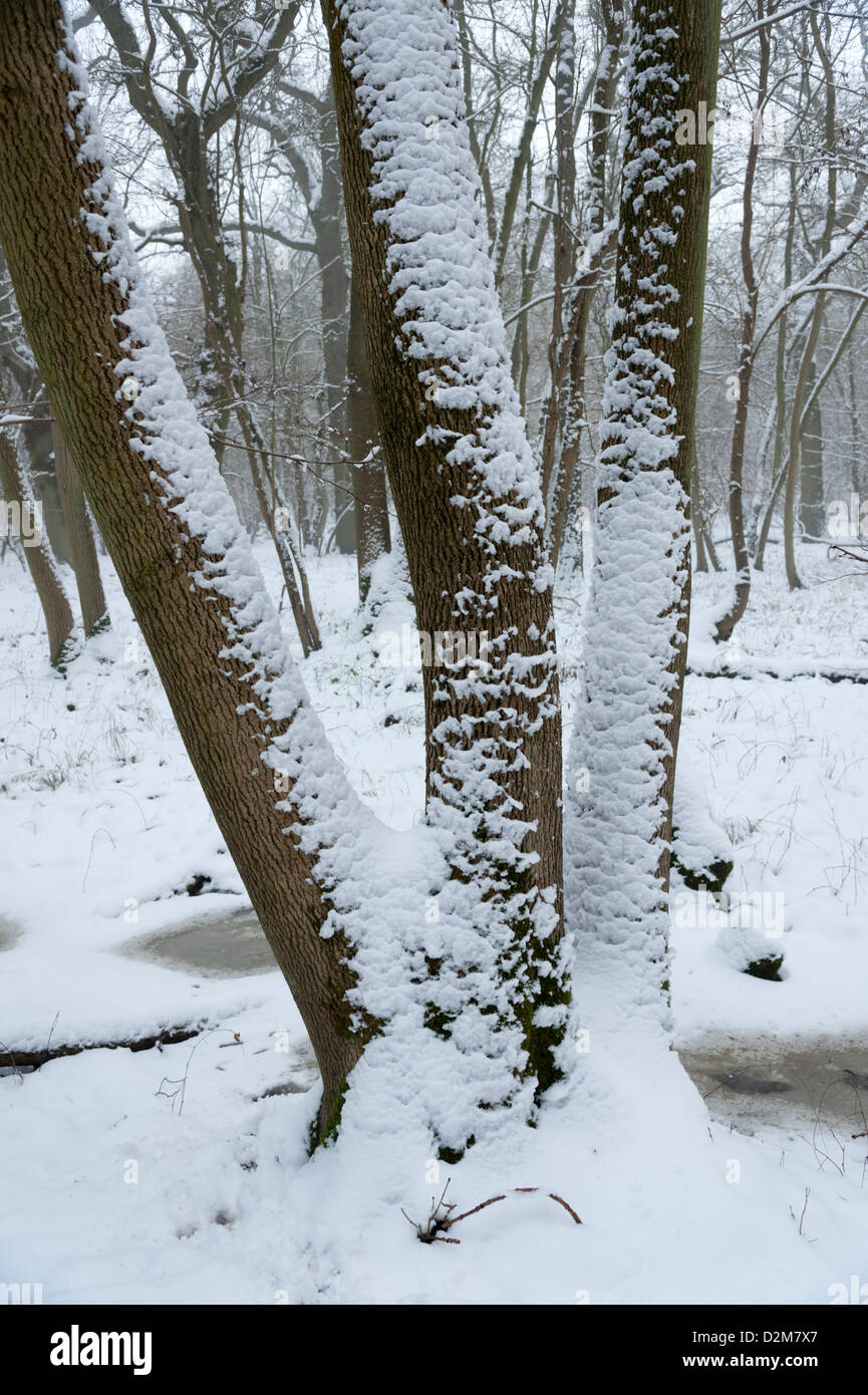 Trees in snow in winter in a forest Stock Photo - Alamy