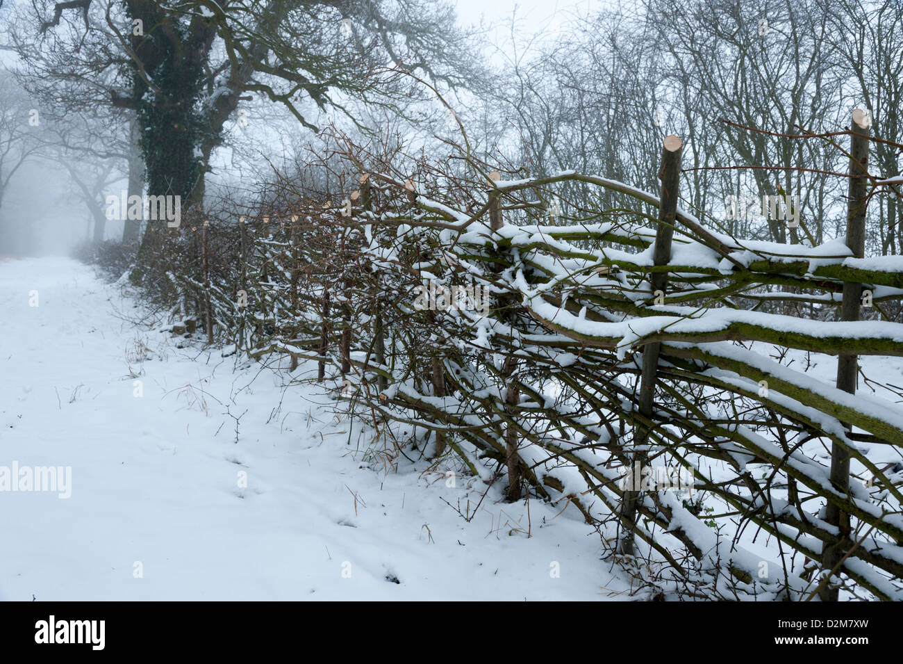 Layered hedge hi-res stock photography and images - Alamy