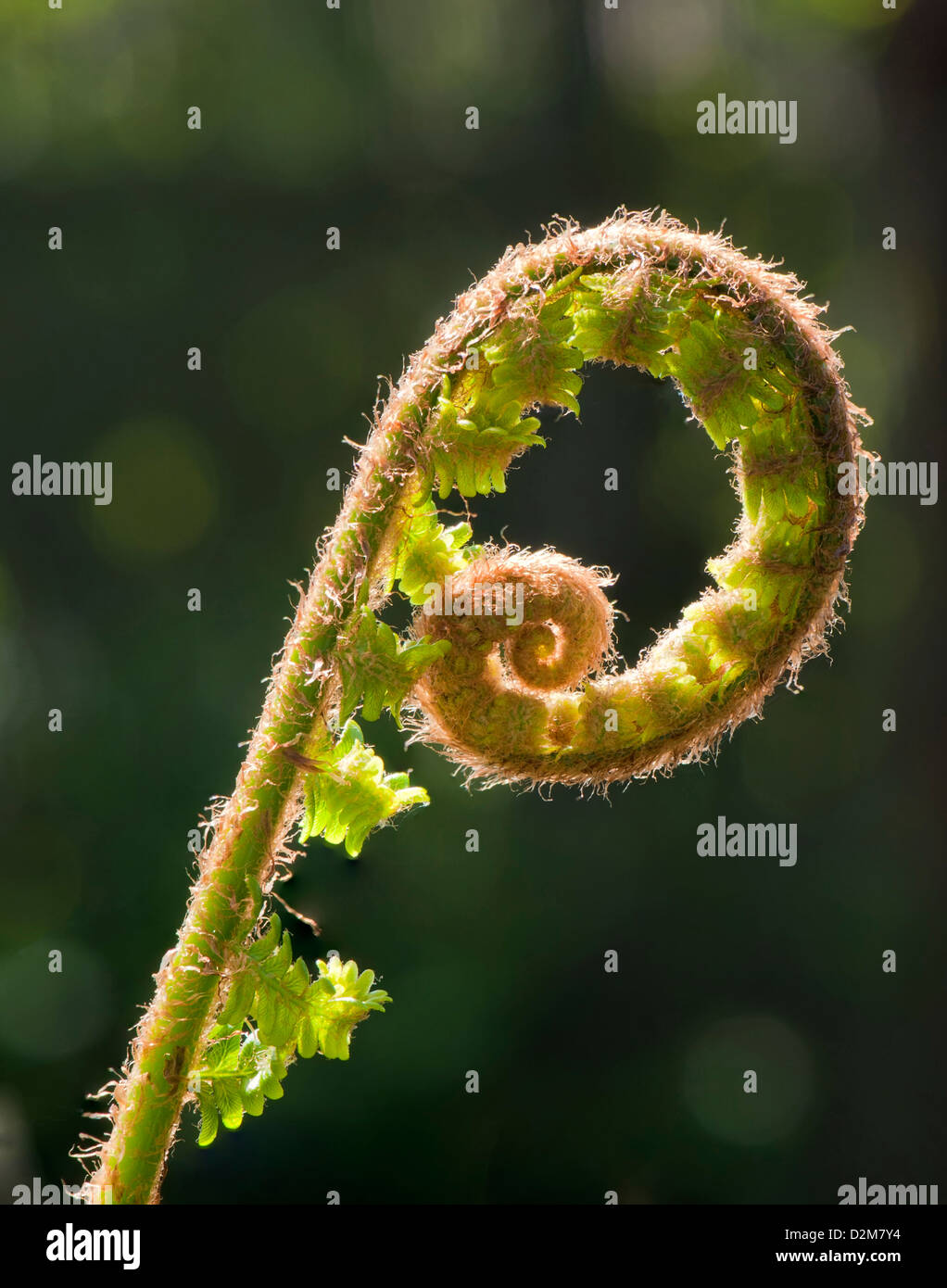 Unfurling hi-res stock photography and images - Alamy