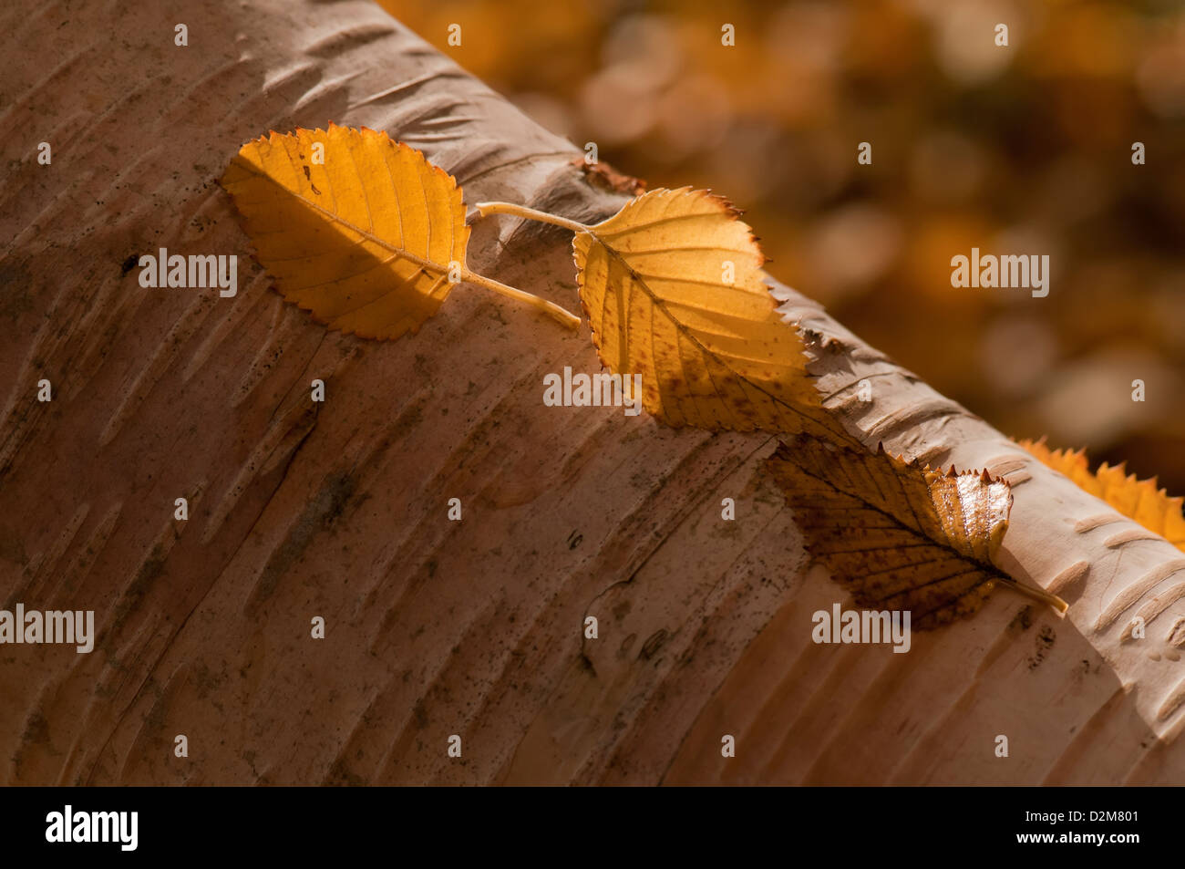 Betula papyrifera paper birch hi-res stock photography and images - Alamy