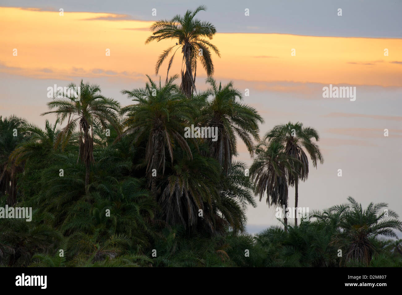 Doum Palms High Resolution Stock Photography and Images - Alamy
