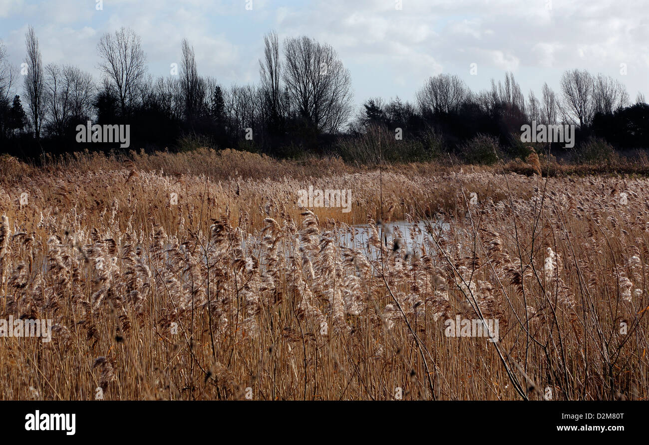 Grasses by water hi-res stock photography and images - Alamy