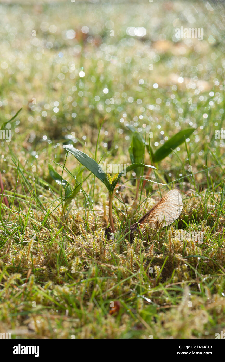 Sprout new growth of wind blown tree seed sycamore in morning dew ...