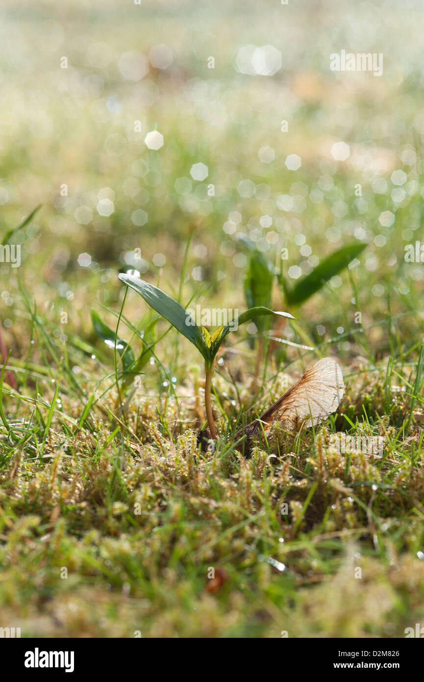 Sprout new growth of wind blown tree seed sycamore in morning dew ...