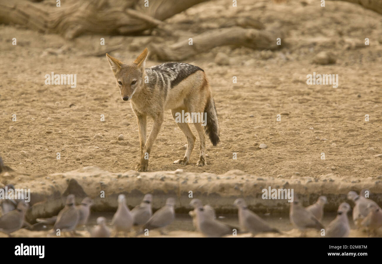 Black-backed jackal (Canis mesomelas) hunting ring-necked doves at a ...