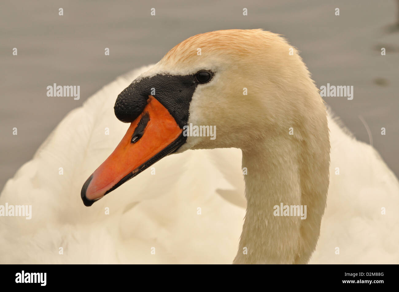 Mute Swan Profile Stock Photo - Alamy