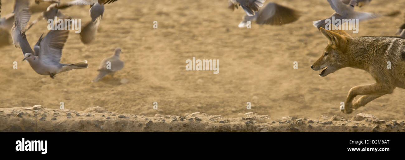 Black-backed jackal (Canis mesomelas) hunting ring-necked doves at a ...