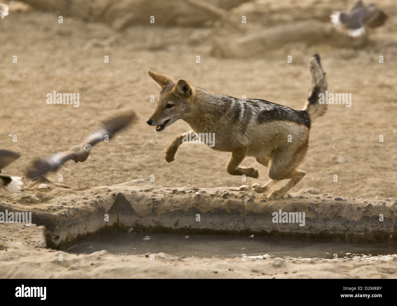 Black-backed jackal (Canis mesomelas) hunting ring-necked doves at a ...