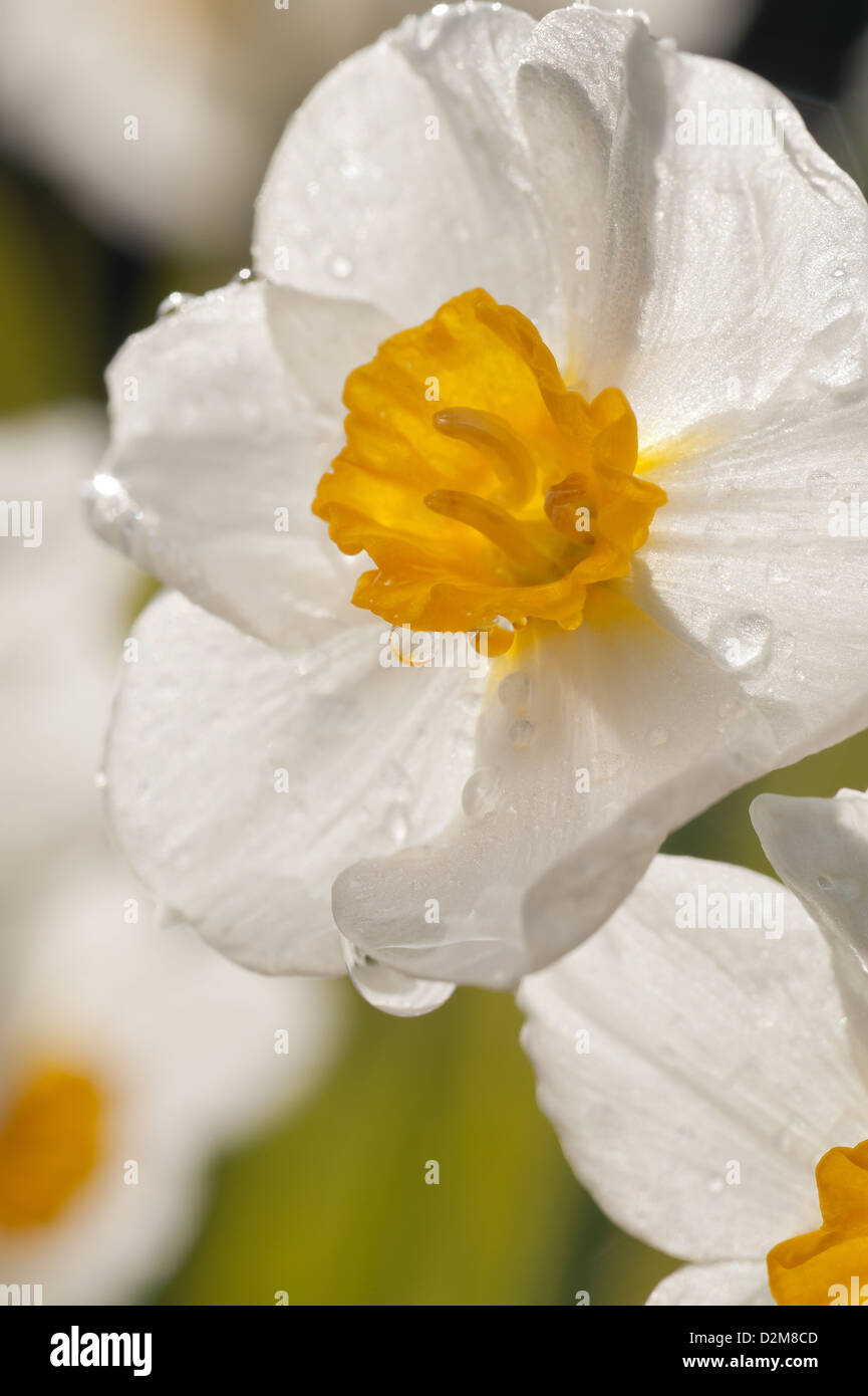 Double flowered daffodils hi-res stock photography and images - Alamy