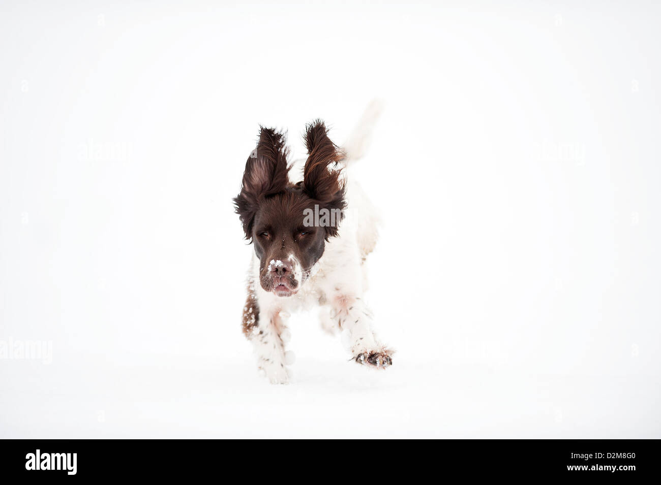 English springer spaniel running hi-res stock photography and images ...