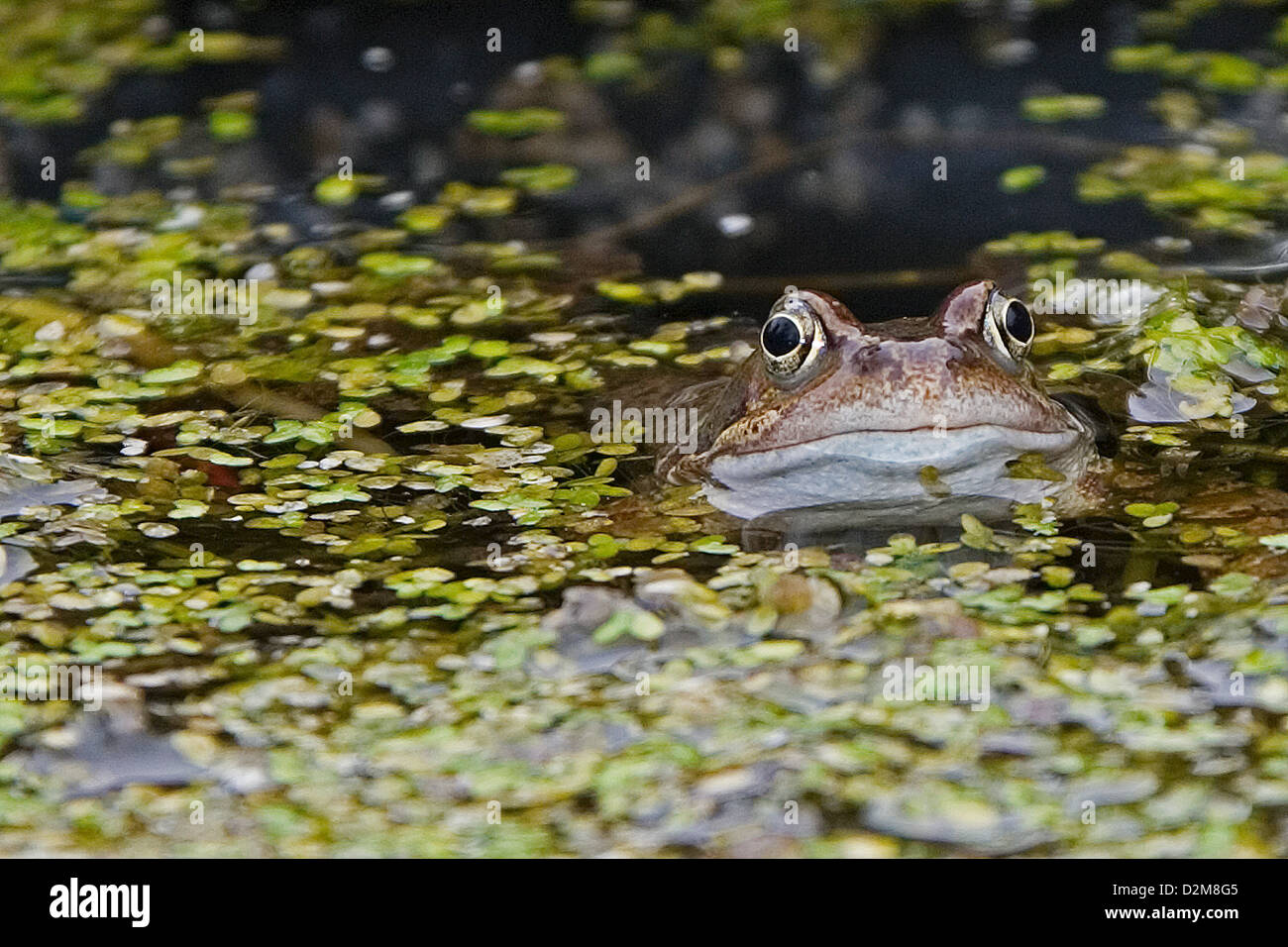 Frog peering out of the duckweed in a pond, its eyes are wide open ...