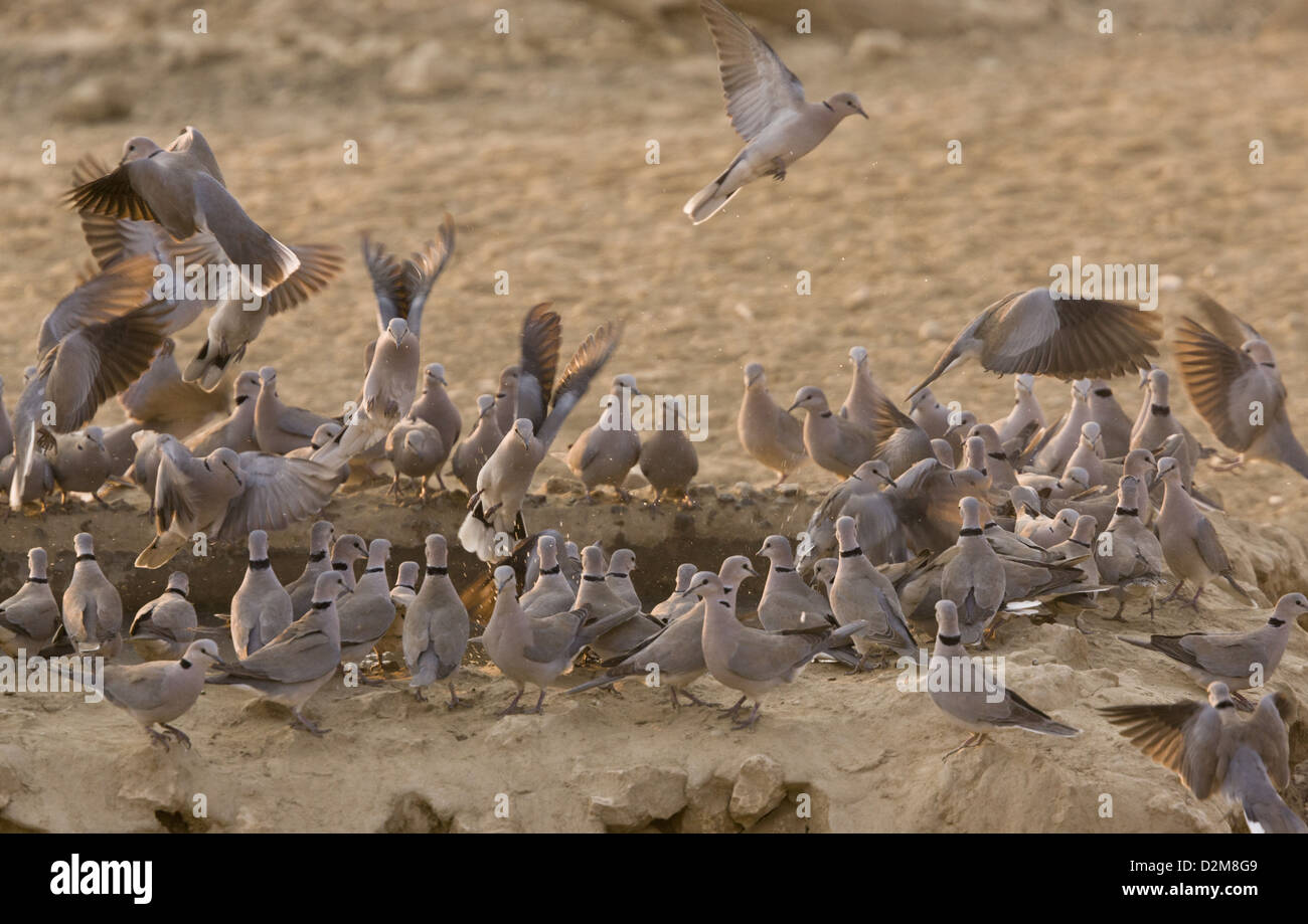 Kalahari Desert Birds