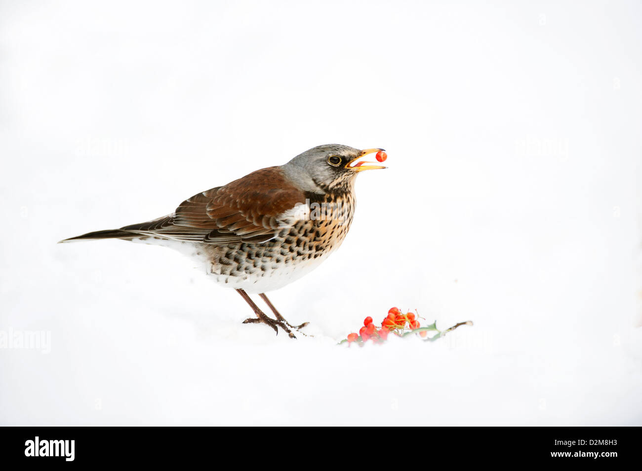 Fieldfare feeding in the snow on fallen berries Stock Photo - Alamy