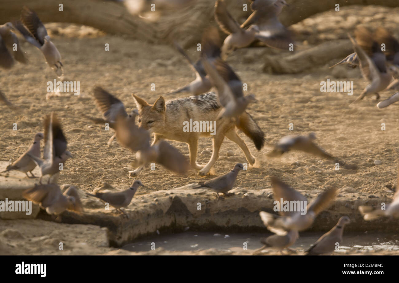 Jackal hunting bird hi-res stock photography and images - Alamy