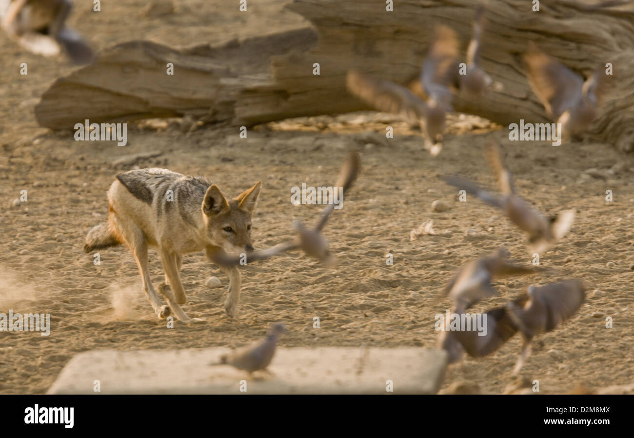 Black-backed jackal (Canis mesomelas) hunting ring-necked doves at a ...