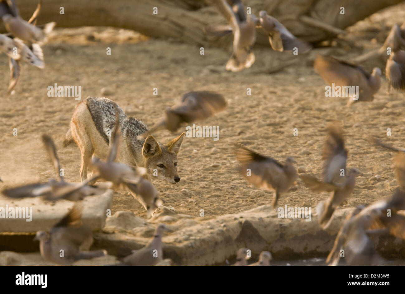 Black-backed jackal (Canis mesomelas) hunting ring-necked doves at a ...