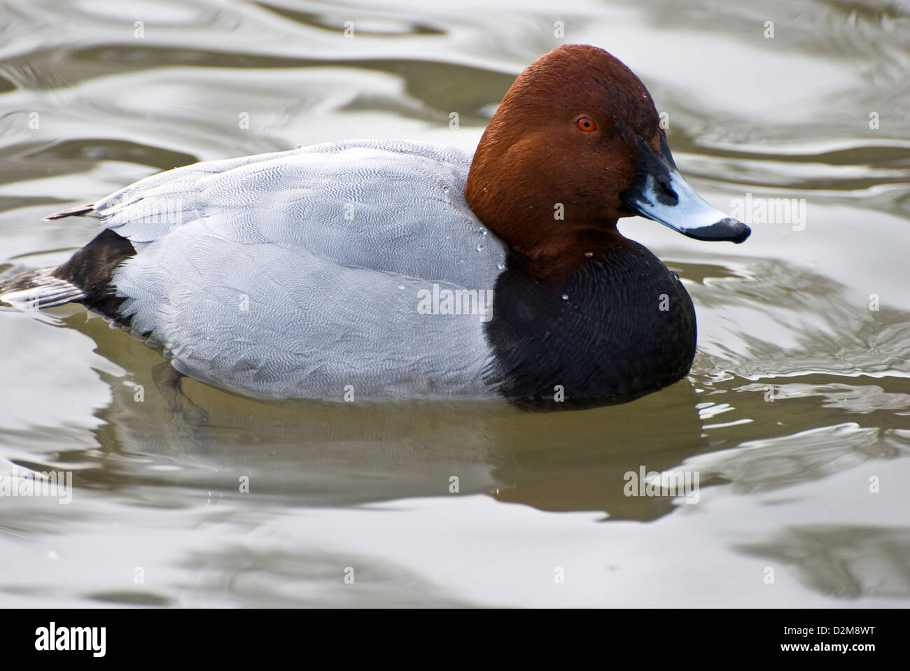 Pochard duck on water Stock Photo - Alamy