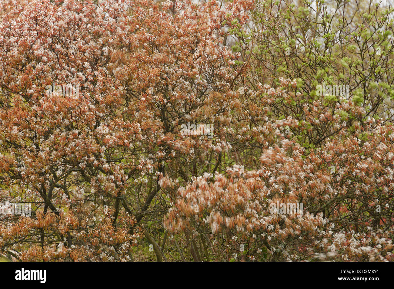 blustery spring wind conditions toss the mature branches of cherry tree ...