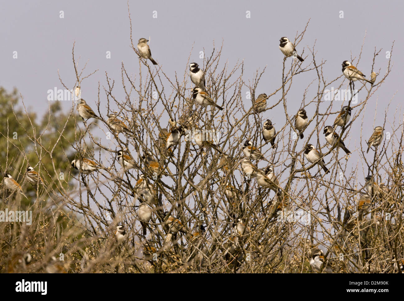 Flock of Cape Sparrows (Passer melanurus) perched in thorn bush ...