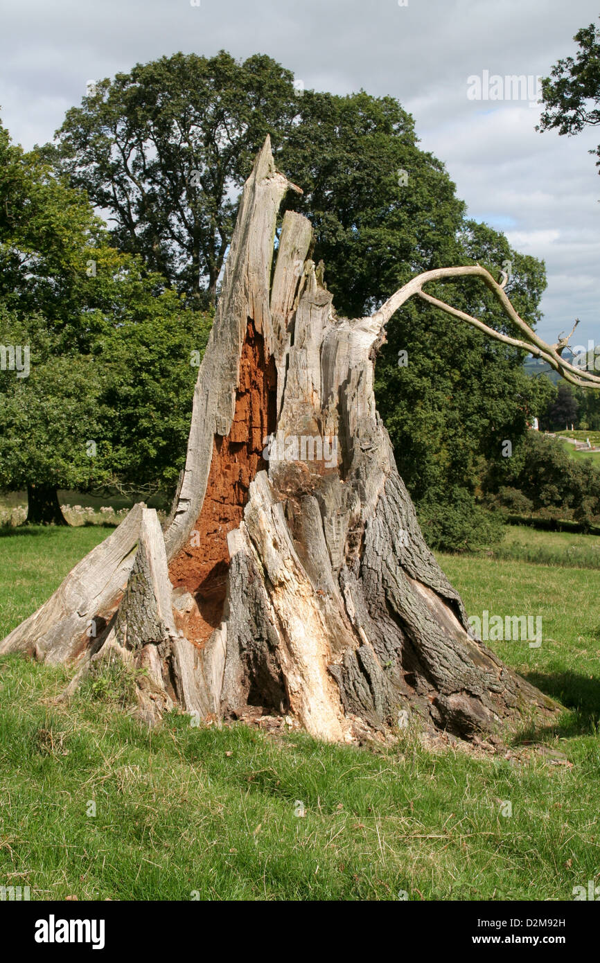 Decaying tree Brockhampton Estate (NT) Herefordshire England UK Stock ...