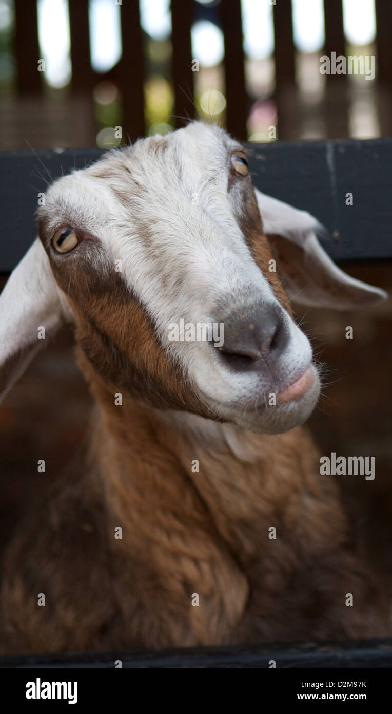 One of the many breeds of farm animal living at the Home Farm, Tatton ...