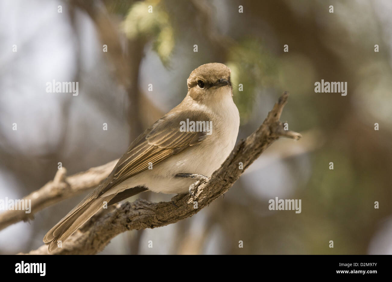 African gray flycatcher hi-res stock photography and images - Alamy