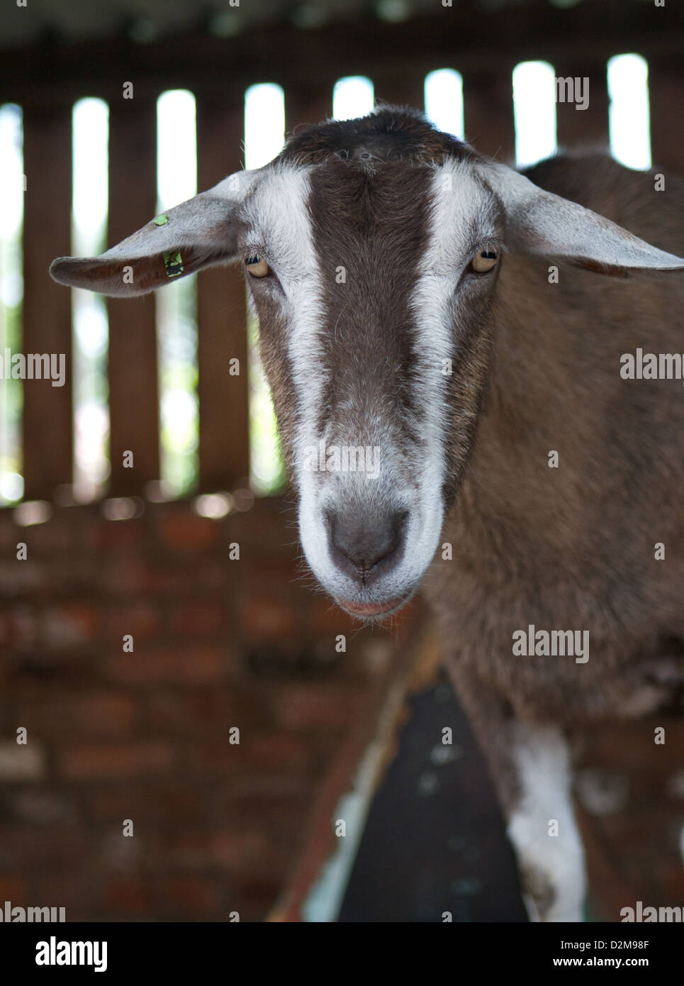 One of the many breeds of farm animal living at the Home Farm, Tatton ...