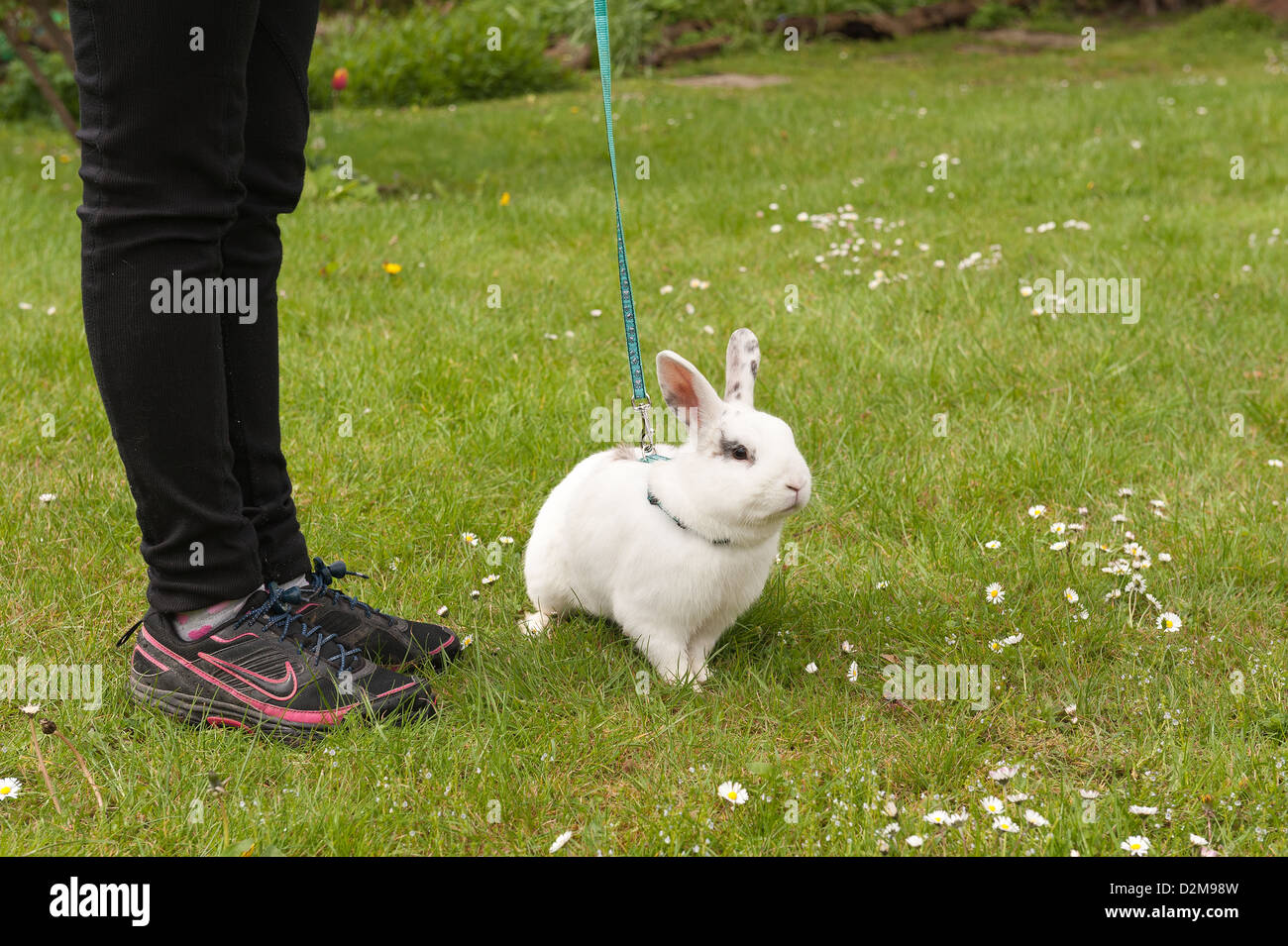 Teenager girl walking an English butterfly white rabbit on a lead on a ...