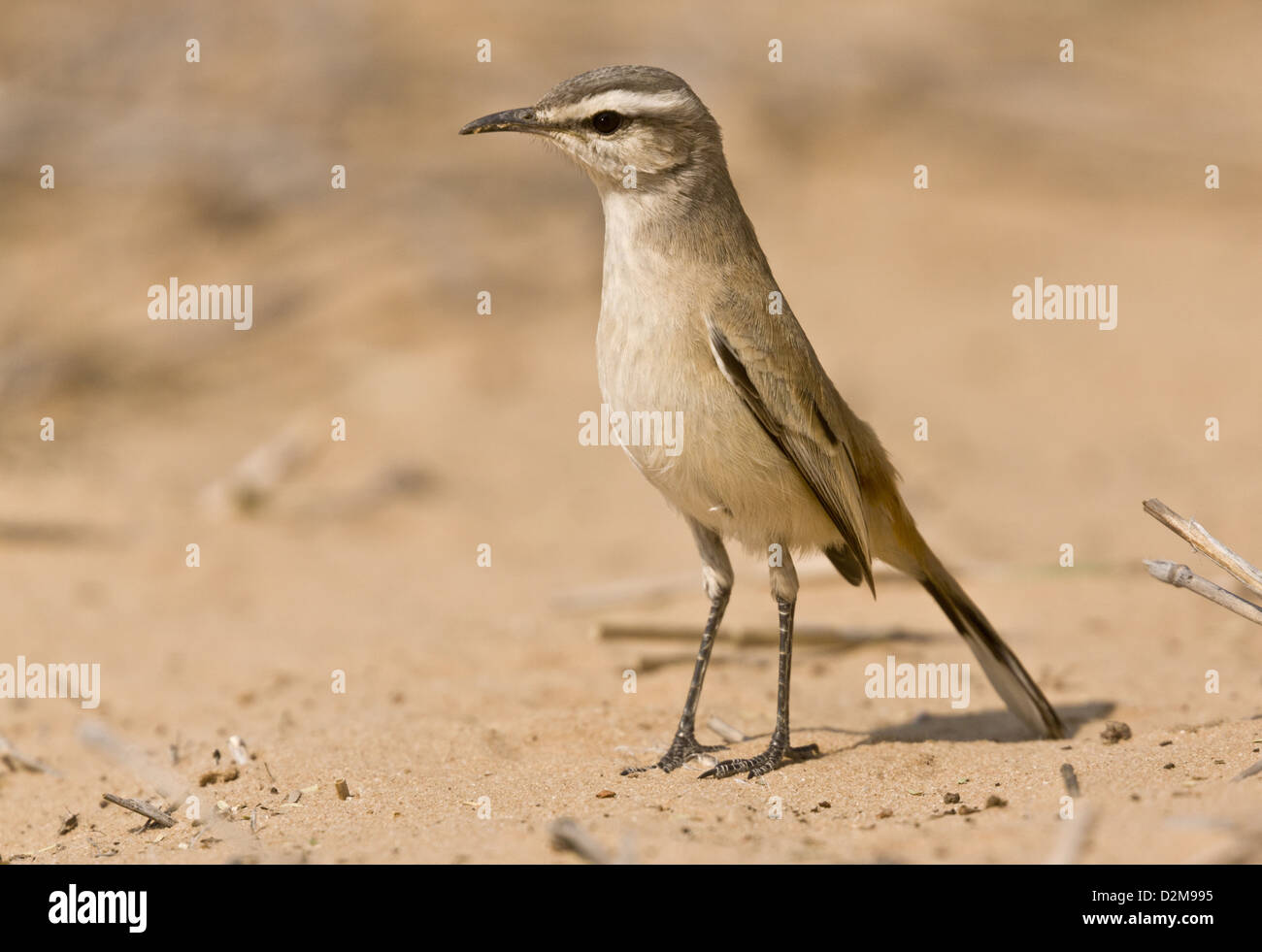 Kalahari scrub-robin (Cercotrichas paena) close-up, Kalahari desert ...