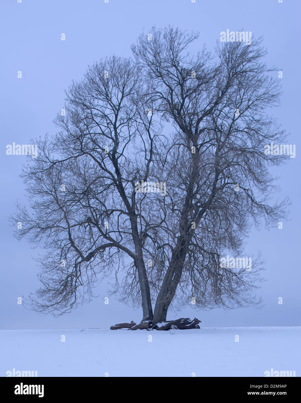 Oak tree in december snow hi-res stock photography and images - Alamy