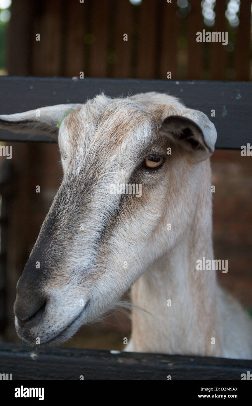 Tatton park farm hi-res stock photography and images - Alamy
